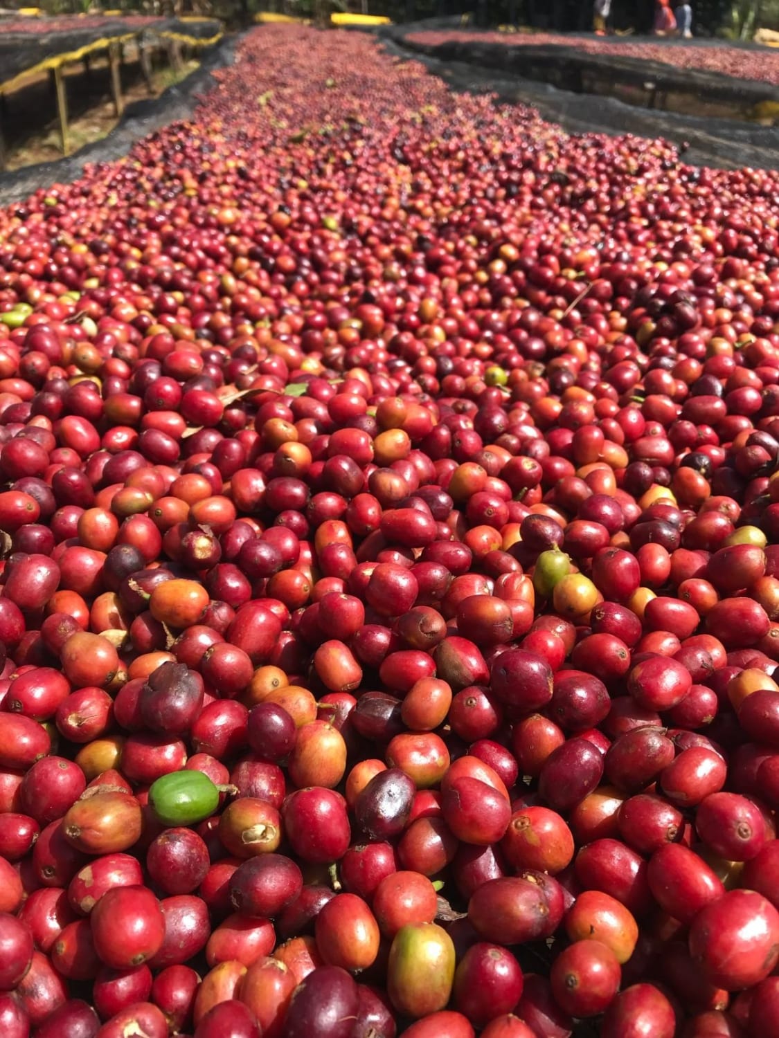Ethiopia – Coffee Ithaka