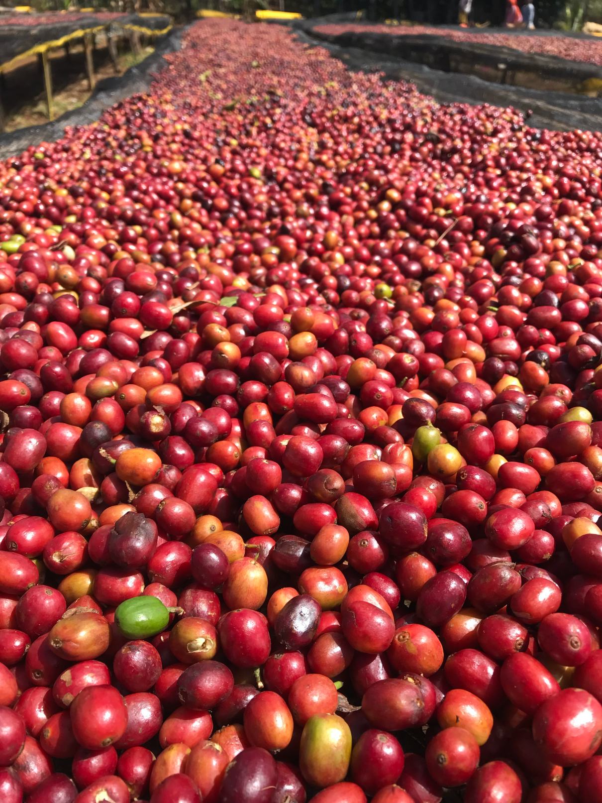 Ethiopia – Coffee Ithaka