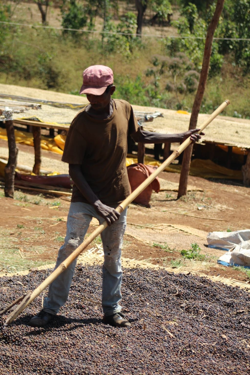 Ethiopia – Coffee Ithaka