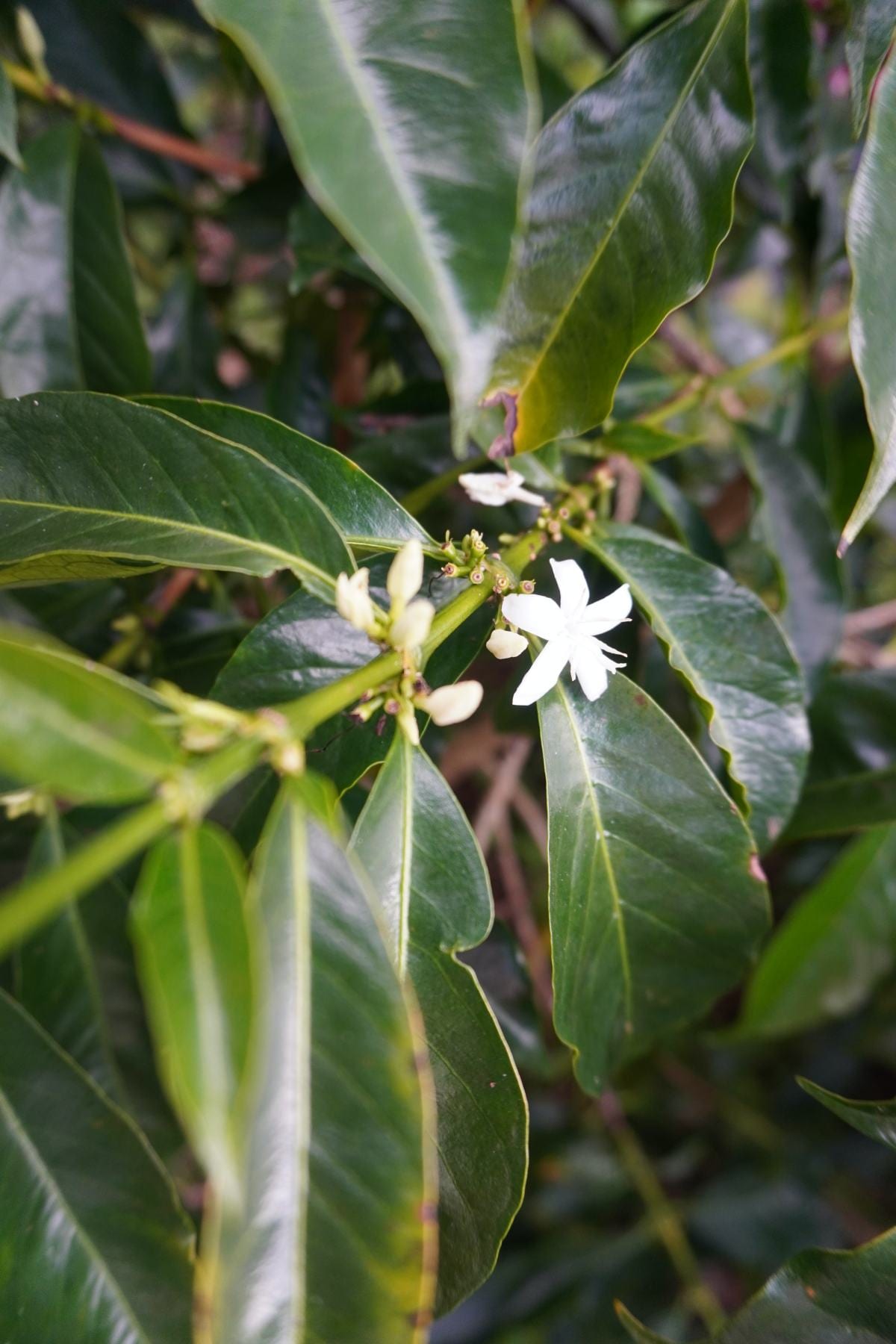 Presentation – Coffee Ithaka